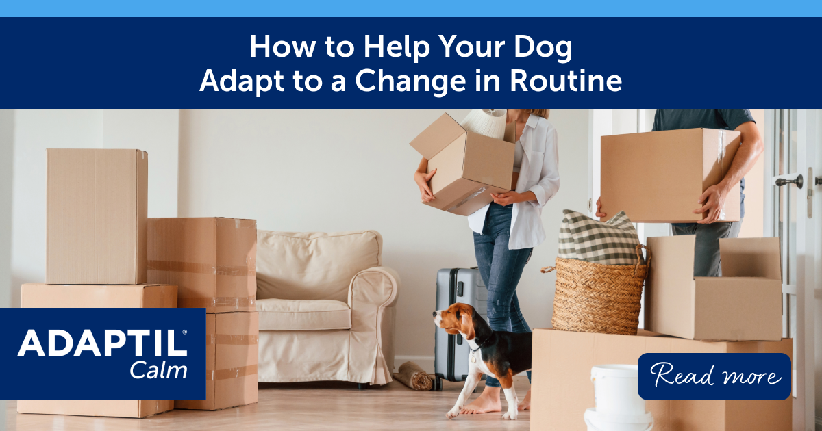 How to Help Your Dog Adapt to a Change in Routine